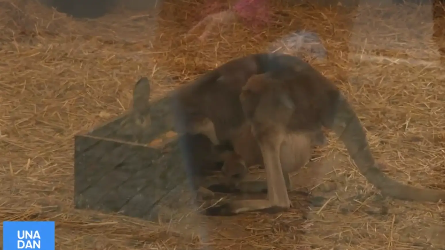 Kengur pobegao iz Zoo vrta u Beogradu